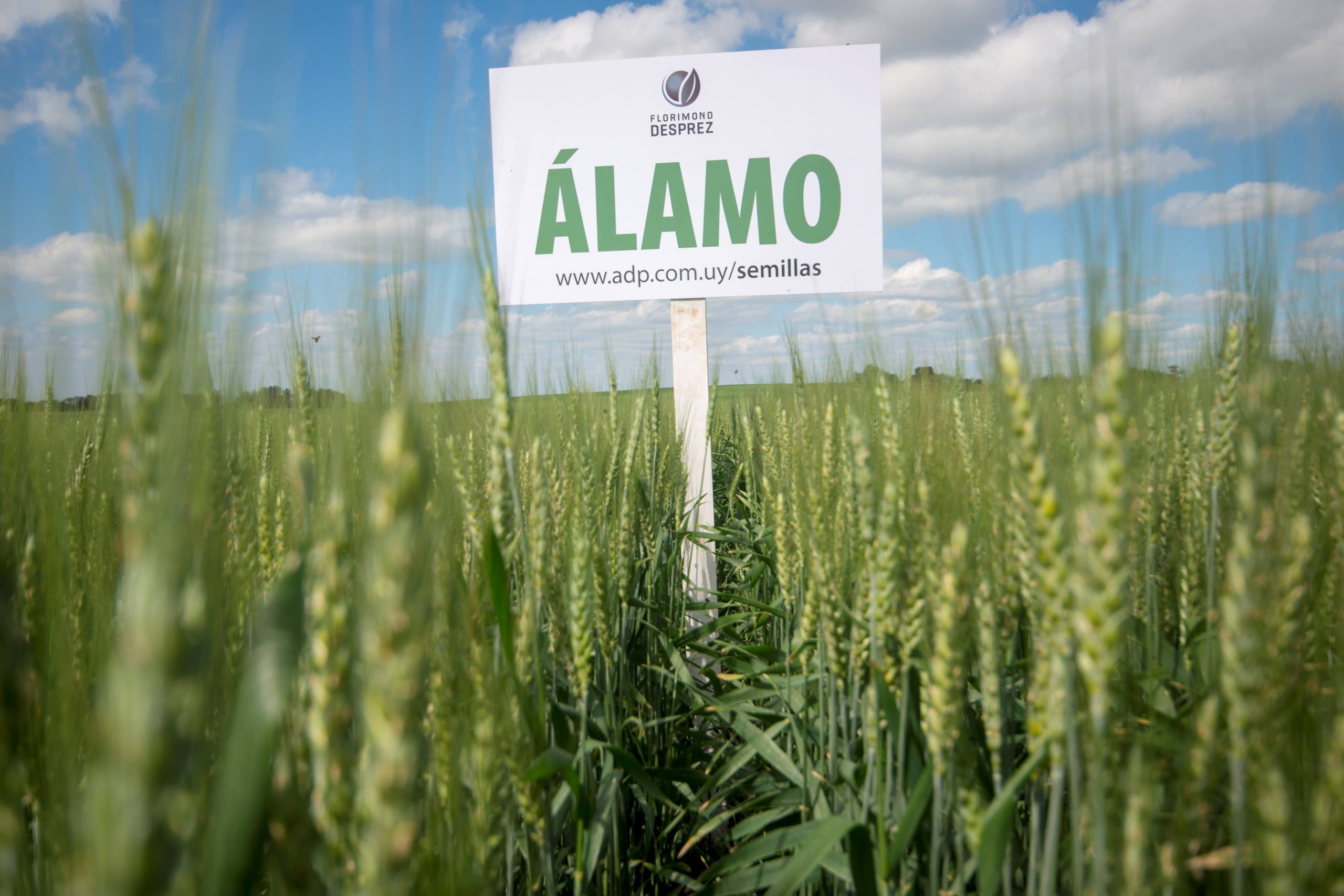 ADP-Agronegocios del Plata participará de la inauguración de la cosecha ...