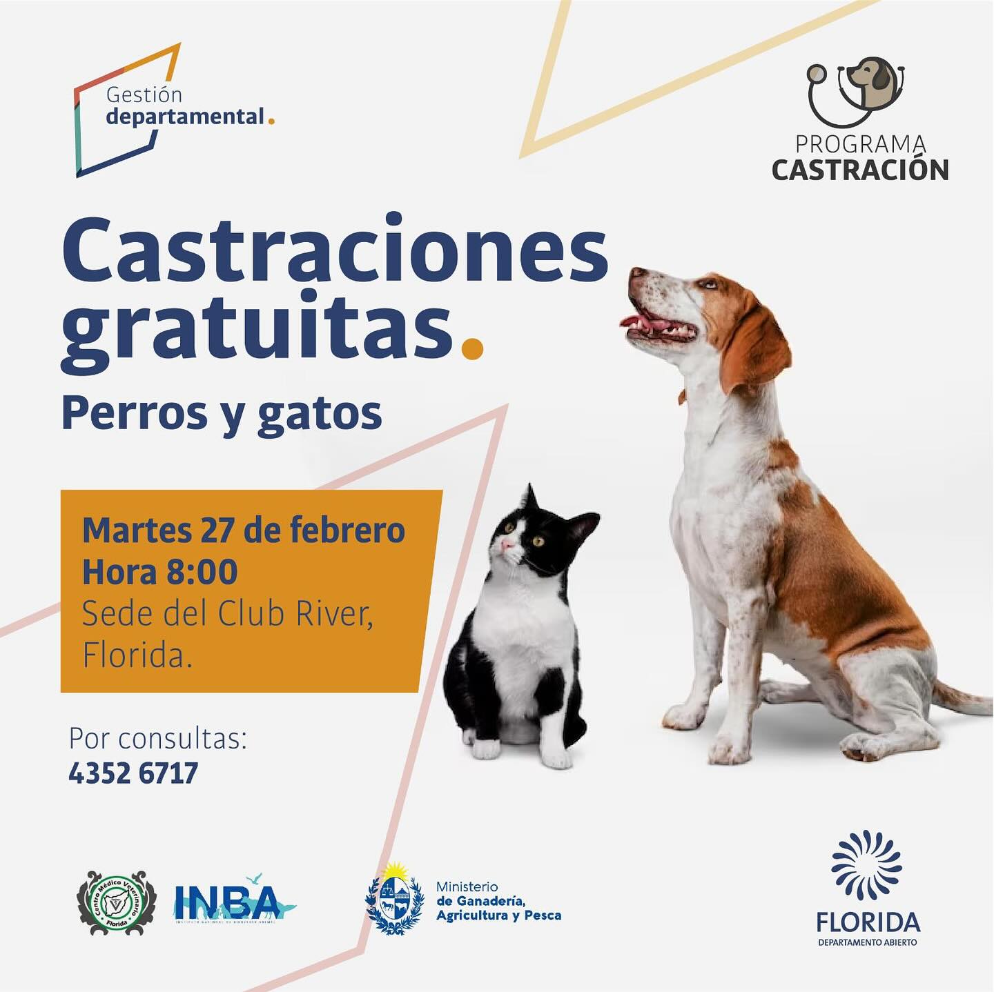 Castraciones gratuitas caninas y felinas: ¿cuándo y dónde? - Sociedad ...